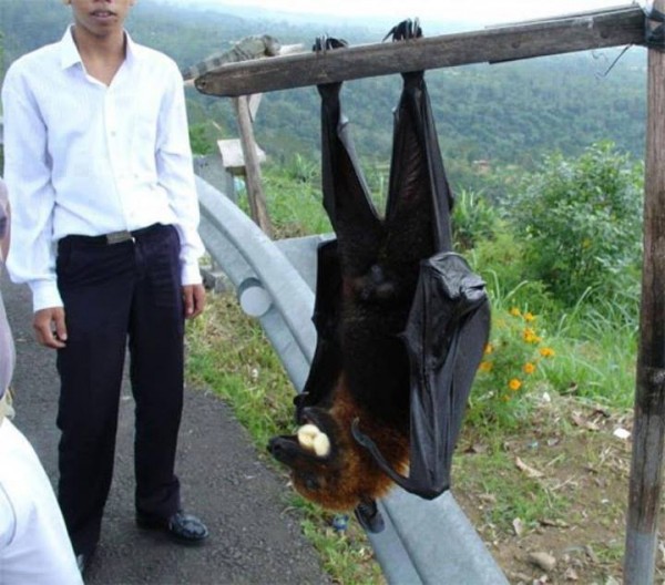 Amazing! Giant Megabats! | Beauty of Planet Earth