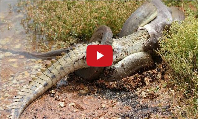 Caught On Camera: Caught On Camera: Snake Devours Crocodile After 5 ...