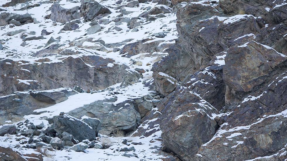 Can You Spot the Snow Leopards in These Photos? | Beauty of Planet Earth