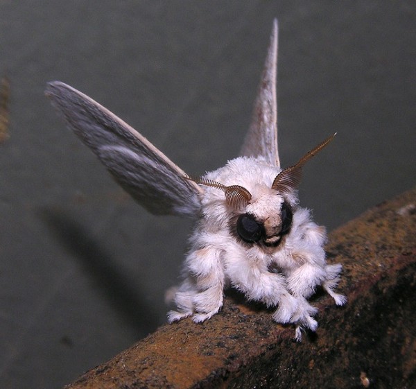 Venezuelan Poodle Moth — Facts, Hoax, Pictures | Beauty of Planet Earth