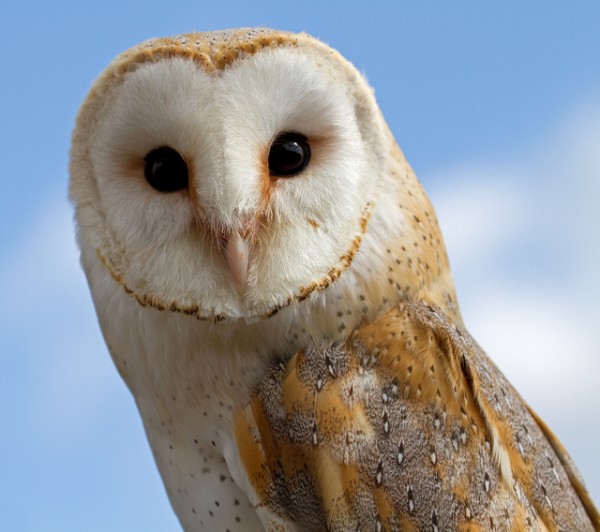 12 owl species with irresistible faces | Beauty of Planet Earth
