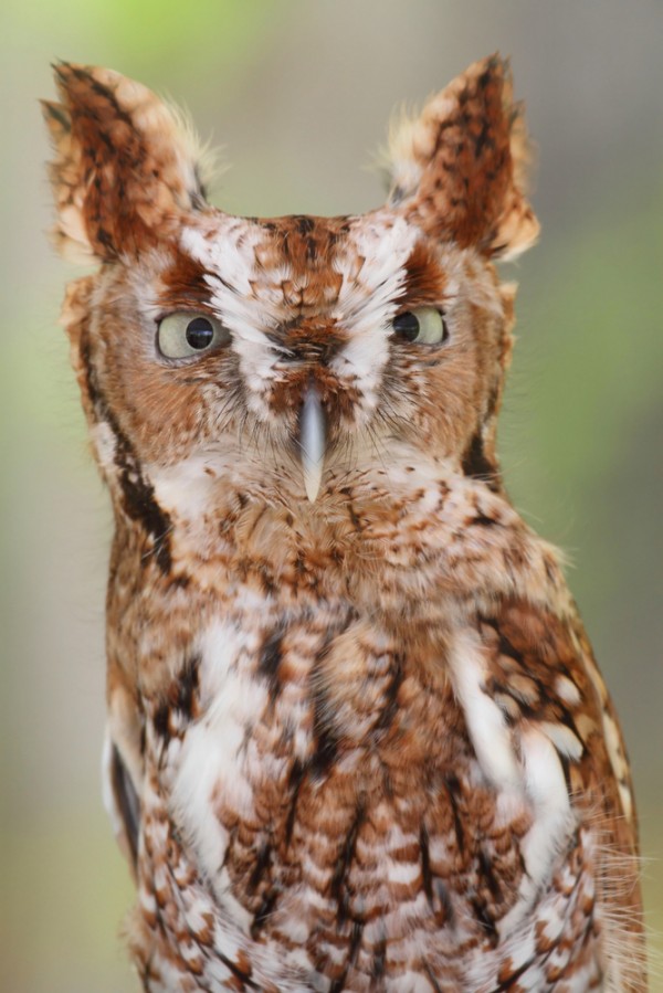 12 owl species with irresistible faces | Beauty of Planet Earth
