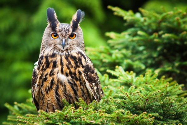 12 owl species with irresistible faces | Beauty of Planet Earth