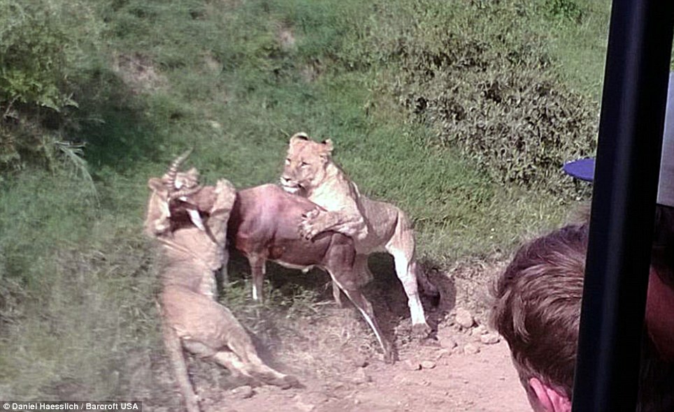 It’s the lion of long leap: Amazing moment predator catches an antelope ...