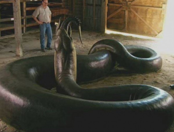Titanoboa returns! Smithsonia recreates world's biggest snake – a 48 ...