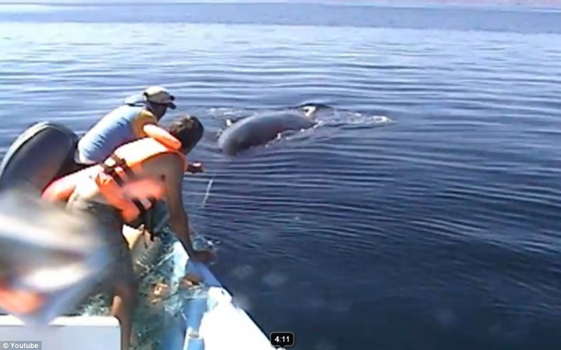 This Terrified Whale Was Trapped In Net And Left To Die. How She ...