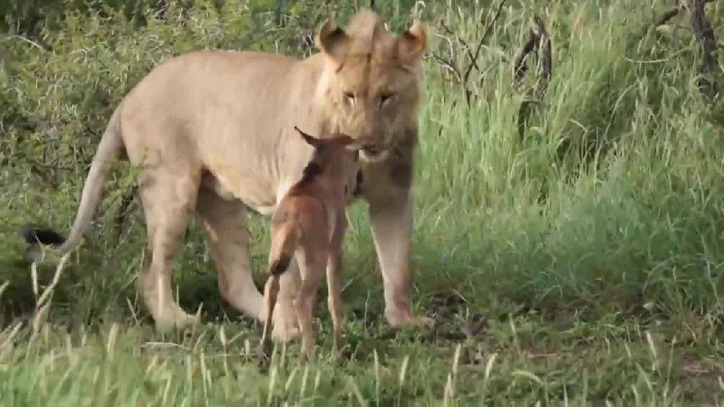 Lion tries to protect buffalo calf from another lion | Beauty of Planet ...