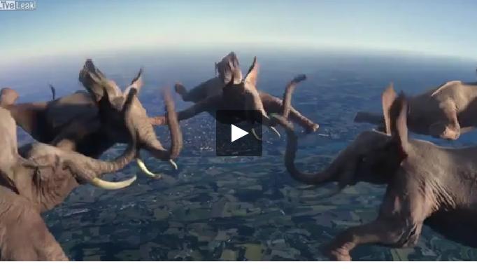 Elephant skydiving | Beauty of Planet Earth