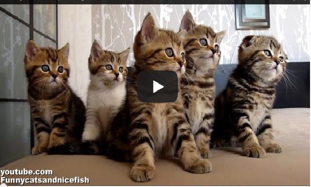 Funny Cats Choir ( Dancing Chorus Line of Kittens ) | Beauty of Planet ...