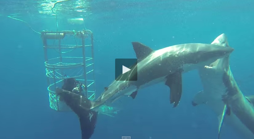 Great White Shark attacks another Great White Shark in a territorial ...