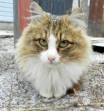 Siberian Farm Cats Have Absolutely Taken Over This Farmer’s Land, And ...