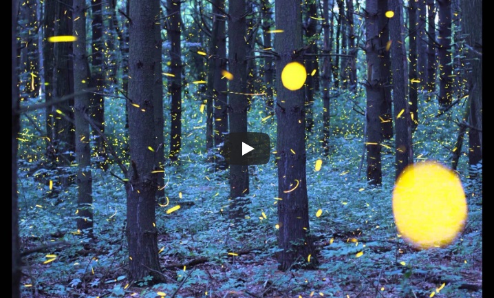 Wow, Nature Is So Amazing! I’ve Never Seen Fireflies Light Up The Night ...