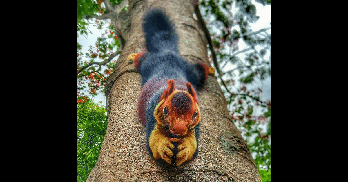The Indian Giant Squirrel Is Almost Too Beautiful To Be Real | Beauty ...