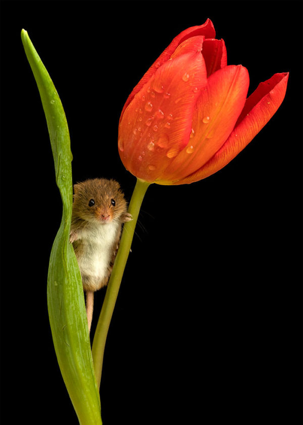Photographer Tiptoes Through The Tulips To Shoot Harvest Mice, And The ...