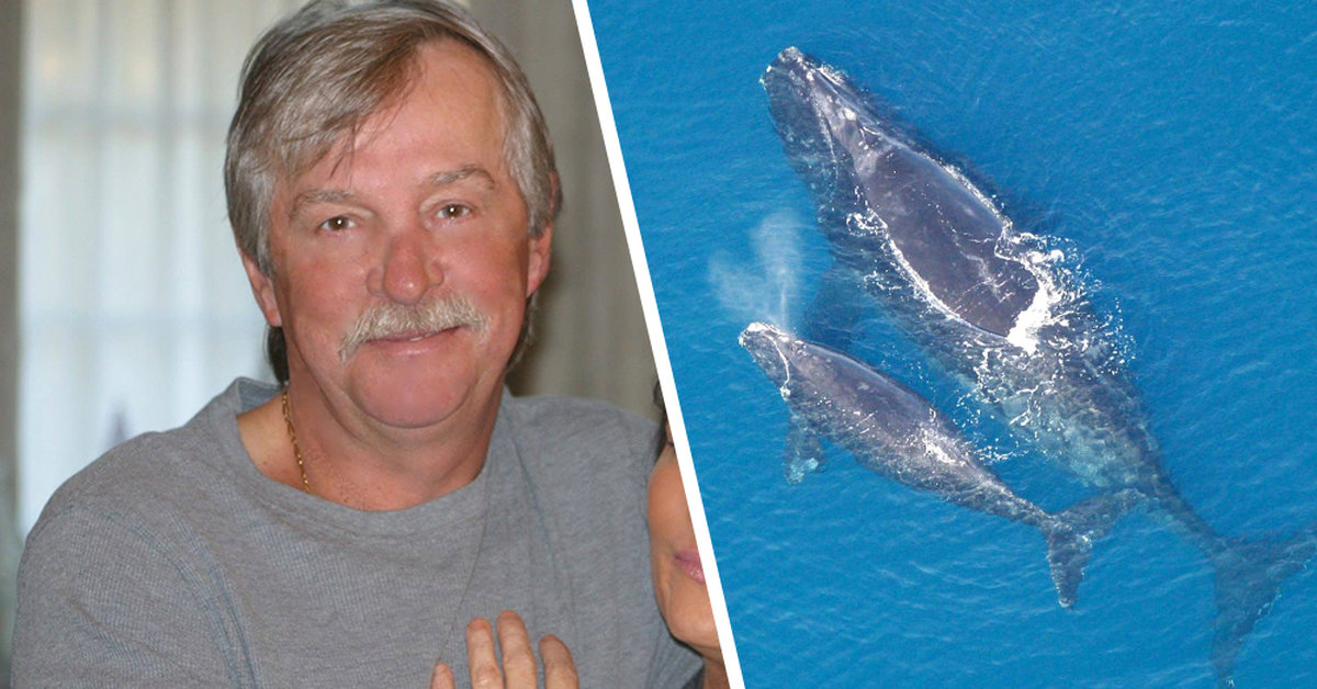 Canadian Conservationist Tragically Dies Saving Endangered Whale ...