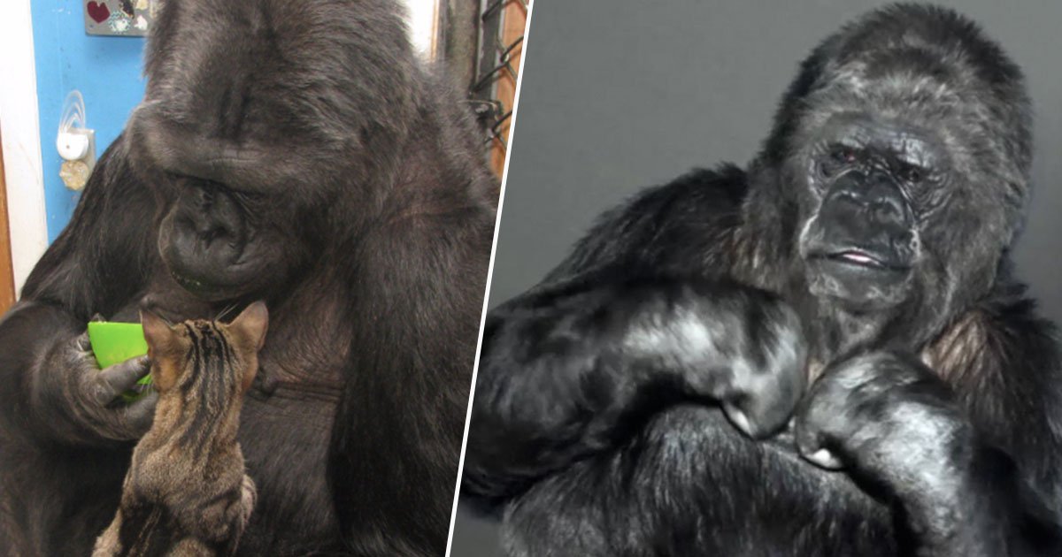 Koko ‘The Sign Language Gorilla’ Passes Away Aged 46 | Beauty of Planet ...