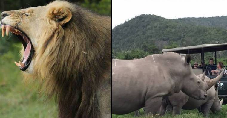 Three Poachers Are Eaten By Lions At South African Nature Reserve ...