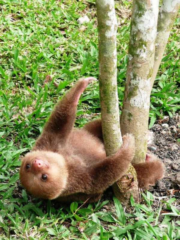15+ Unbearably Cute Sloth Pics To Celebrate The International Sloth Day ...