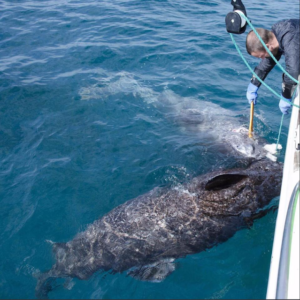 This 512-Year-Old GreenLand Shark Is The Oldest Living Vertebrate On ...