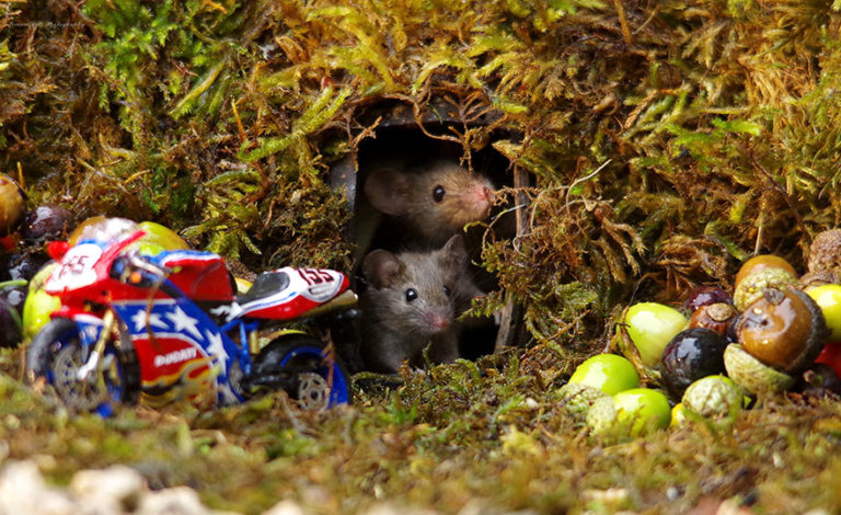 Man Discovers A Family Of Mice Living In His Garden, Builds Them A ...