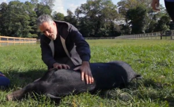 Jon Stewart’s 12-Acre Farm Is A Sanctuary That Saves Animals | Beauty ...