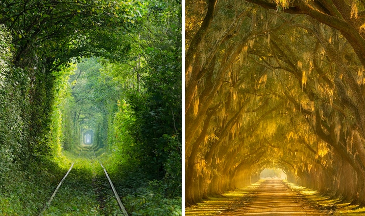 15+ Stunning Nature Tunnels That Are Like Walking Through a Fairy Tale ...
