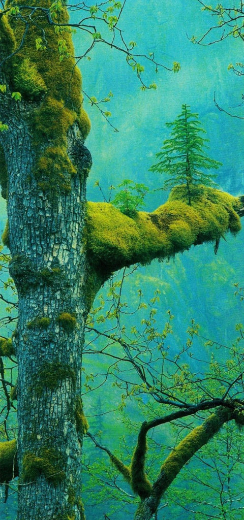 20 Badass Trees That Refused To Die Even At The Harshest Conditions ...