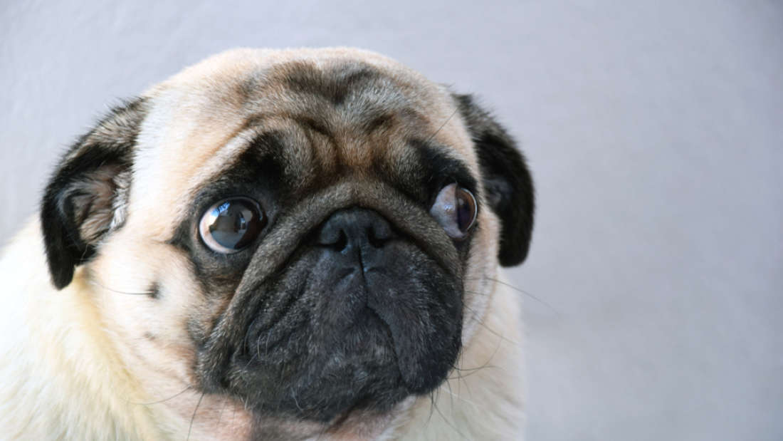 This Viral MRI Scan Of A Pug’s Face Is Weirding Out The Internet ...