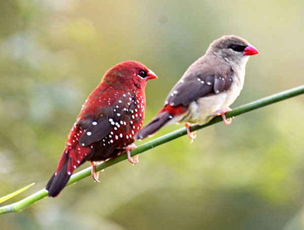 15 Photo Of Gorgeous Birds Called Strawberry Finches | Beauty of Planet ...