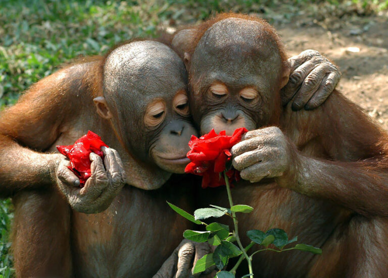 Animals Sniffing Flowers Is The Cutest Thing Ever (10 Pics) | Beauty of ...