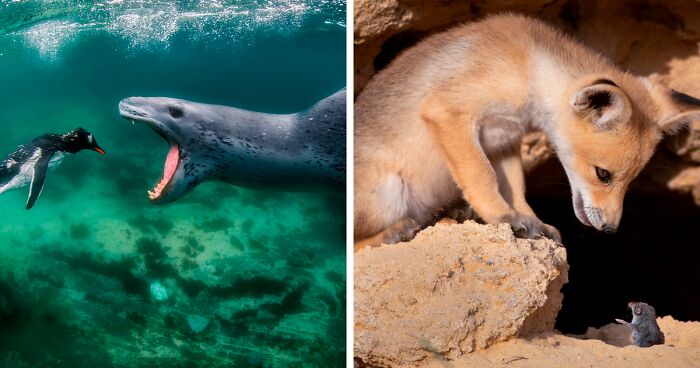 The 2021 BigPicture Natural World Photography Contest Reveals The Best ...