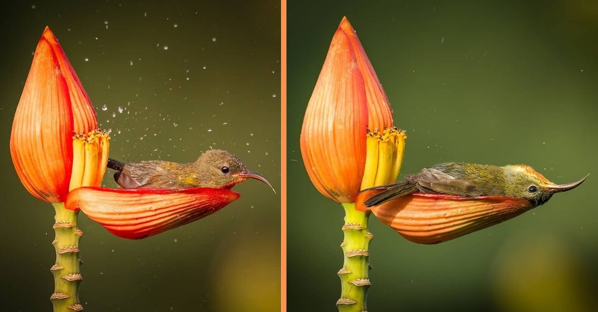 Wildlife photographer captures ‘once-in-a-lifetime moment’ of bird ...