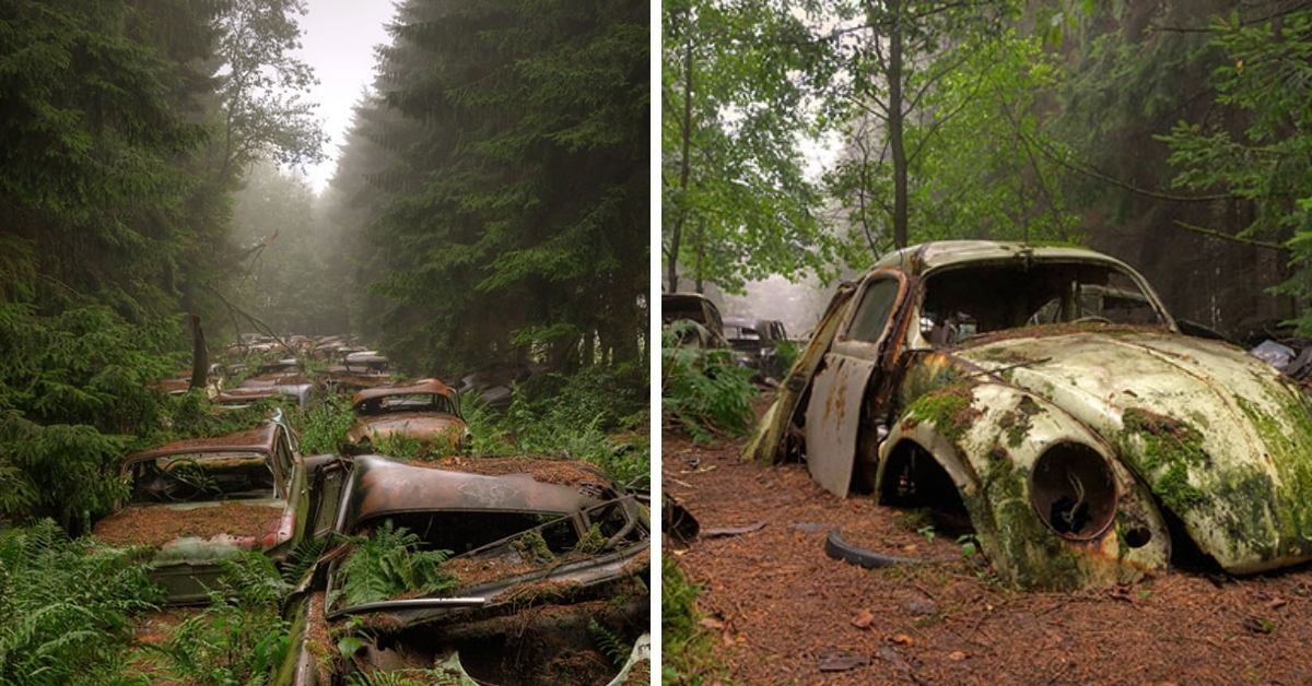 Amazing! Giant Megabats! | Beauty of Planet Earth