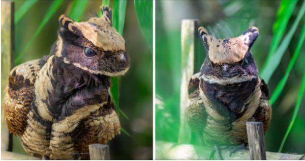 This Bird Looks Like A Fluffy Little Dragon | Beauty of Planet Earth