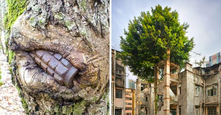 Amazing! Giant Megabats! - Beauty of Planet Earth - Beauty of Planet Earth