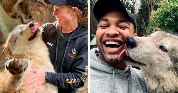 This Island Is Full Of Friendly Wolves And You Can Visit It | Beauty of ...