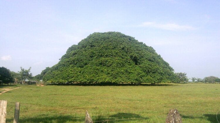 Colombia’s Largest Tree Is So Big in Diameter, It Has Grown Pillars to ...