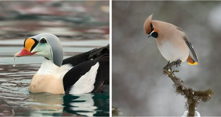 Birds Of The Arctic: Exotic Birds And Seabirds I Captured On My Trip To ...