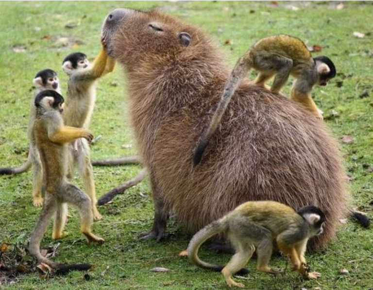 How Come Capybaras Get Along So Well With Other Species? | Beauty of ...