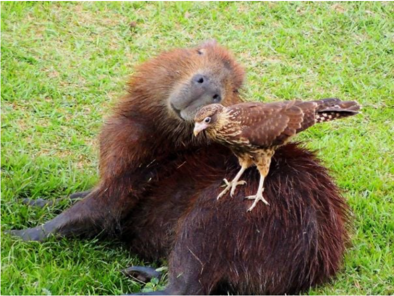 How Come Capybaras Get Along So Well With Other Species? | Beauty of ...