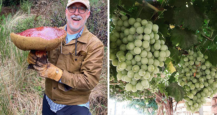 50 Times People Found Something Amazing While Foraging And Just Had To ...