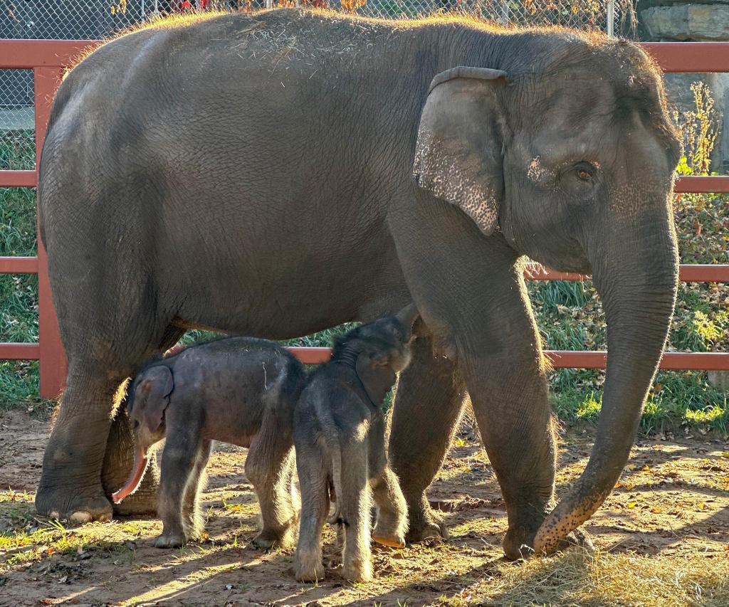 ‘Miracle twins’: Zoo celebrates arrival of extremely rare Asian ...