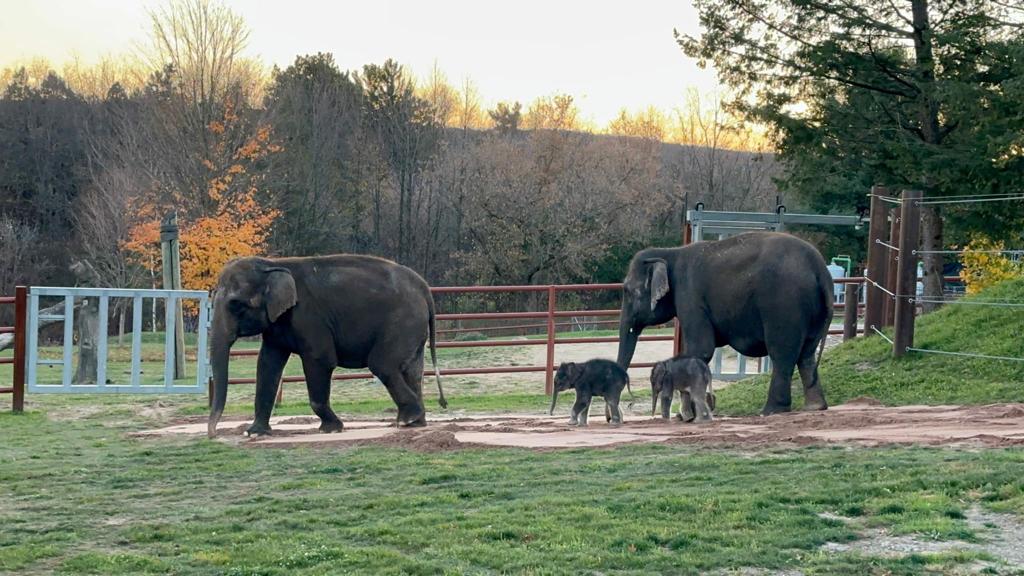 ‘Miracle twins’: Zoo celebrates arrival of extremely rare Asian ...