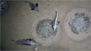 World’s Largest Fish Nesting Ground With 60 Million Nests Discovered ...