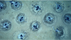 World’s Largest Fish Nesting Ground With 60 Million Nests Discovered ...