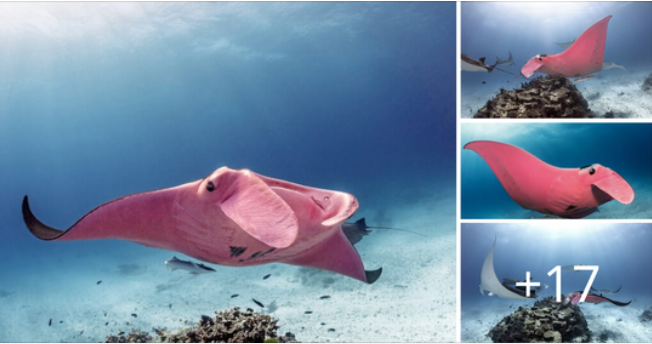 The Great Barrier Reef is the only place in the world where pink ...