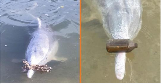 Dolphin Discovers Humans Like It When He Brings Them Gifts From The ...
