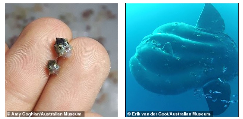 Australian scientists discover larvae of giant sunfish for first time ...