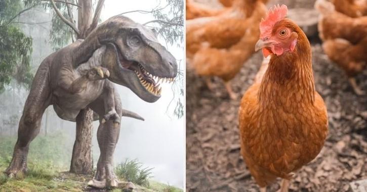 Scientists Grew Chickens With ‘Dinosaur Legs’ To Prove How Evolution ...