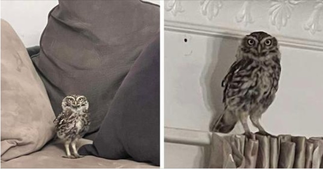Guy Suddenly Starts Getting Nightly Visits From A Curious Little Owl ...